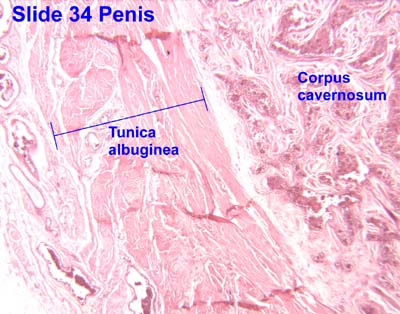 Male Reproductive